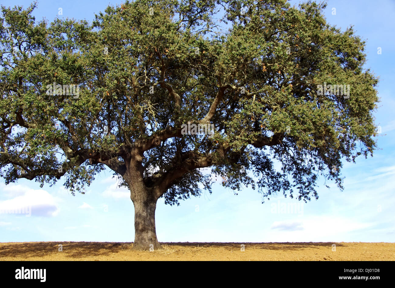 Solitary large tree hi-res stock photography and images - Alamy