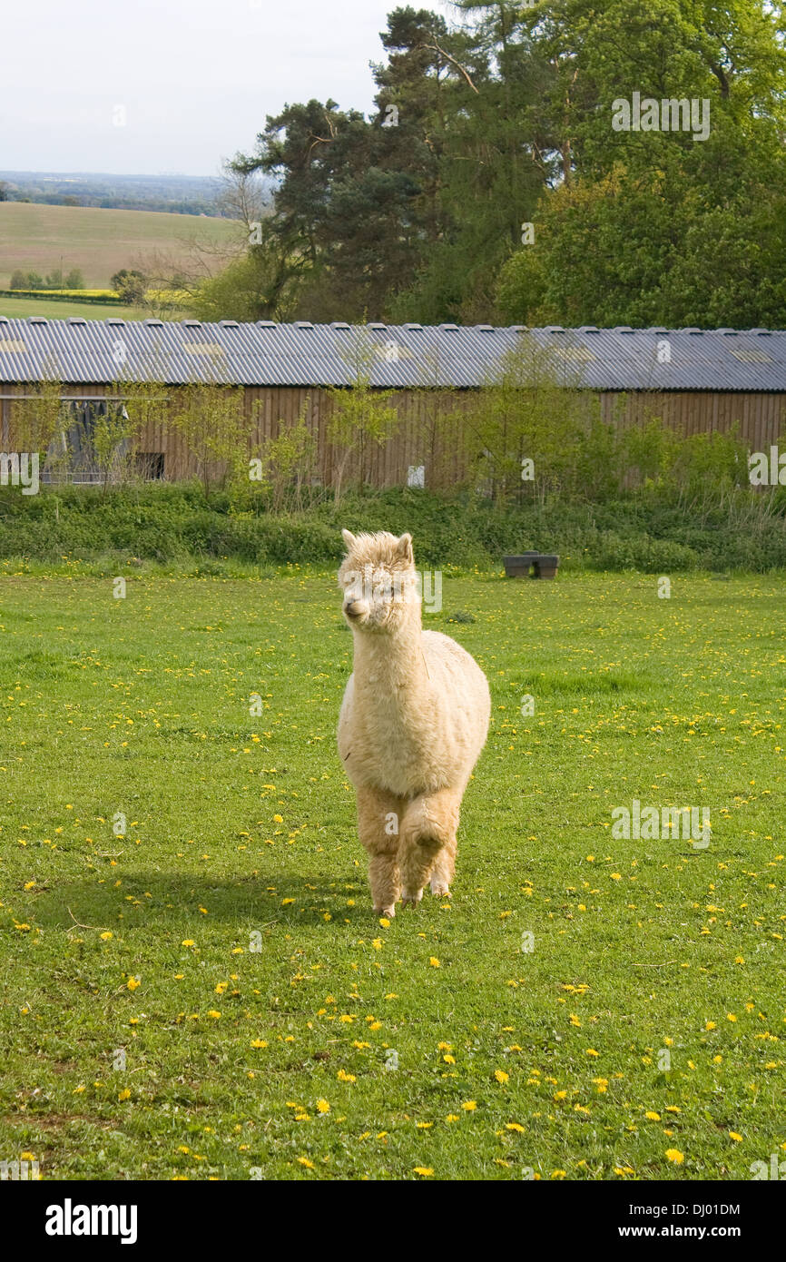 Alpacas in a field hi-res stock photography and images - Alamy
