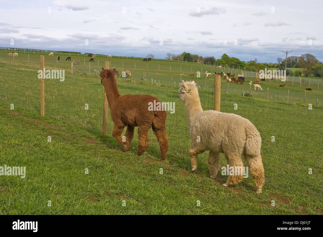 Alpacas in a field hi-res stock photography and images - Alamy