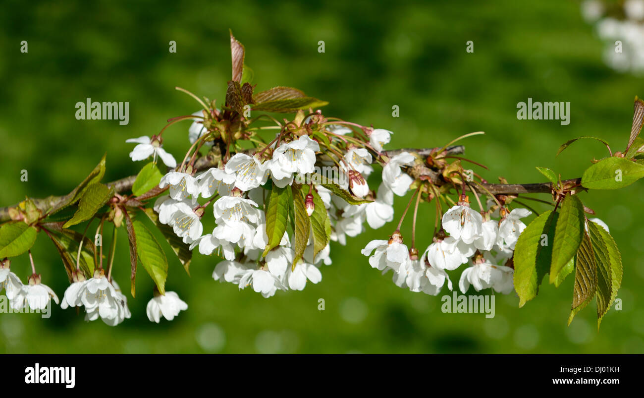 Prunus avium Grandiflora Prunus Avium Flore Plena Double gean flowering ...