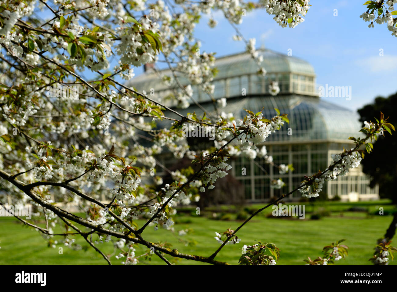 Prunus avium Grandiflora Prunus Avium Flore Plena Double gean flowering ...