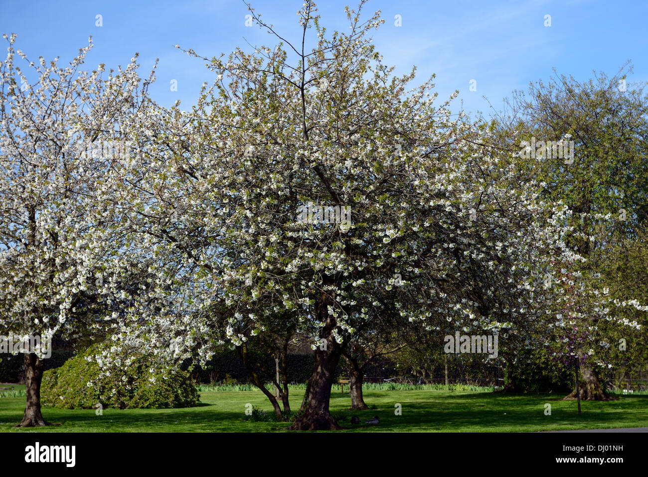 Prunus avium Grandiflora Prunus Avium Flore Plena Double gean flowering ...