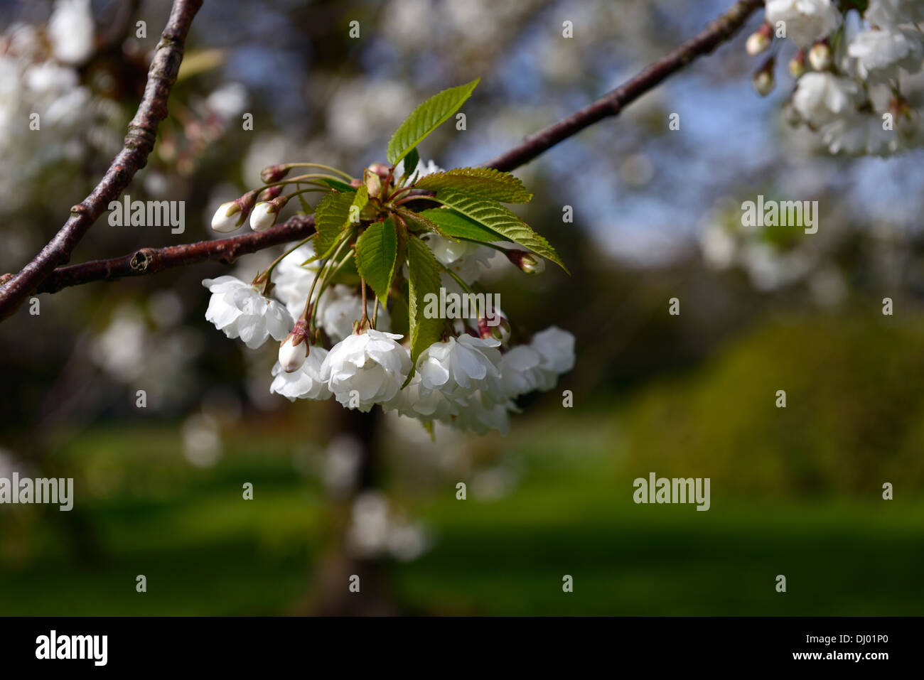 Prunus avium plena hi-res stock photography and images - Alamy