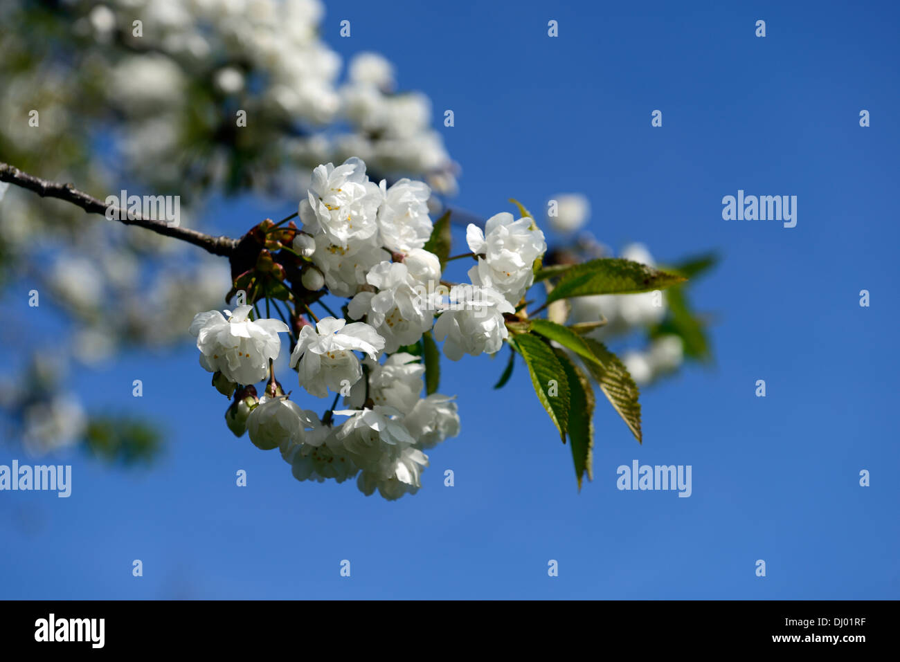 Prunus Avium Plena High Resolution Stock Photography and Images - Alamy