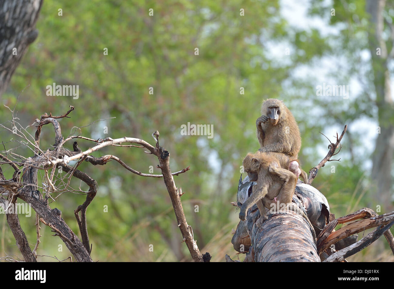 Yellow baboon - Savanna baboon (Papio cynocephalus) pair sitting on a ...