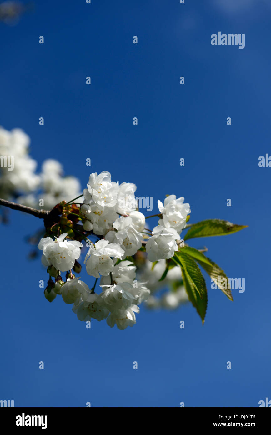 Prunus avium Grandiflora Prunus Avium Flore Plena Double gean flowering ...