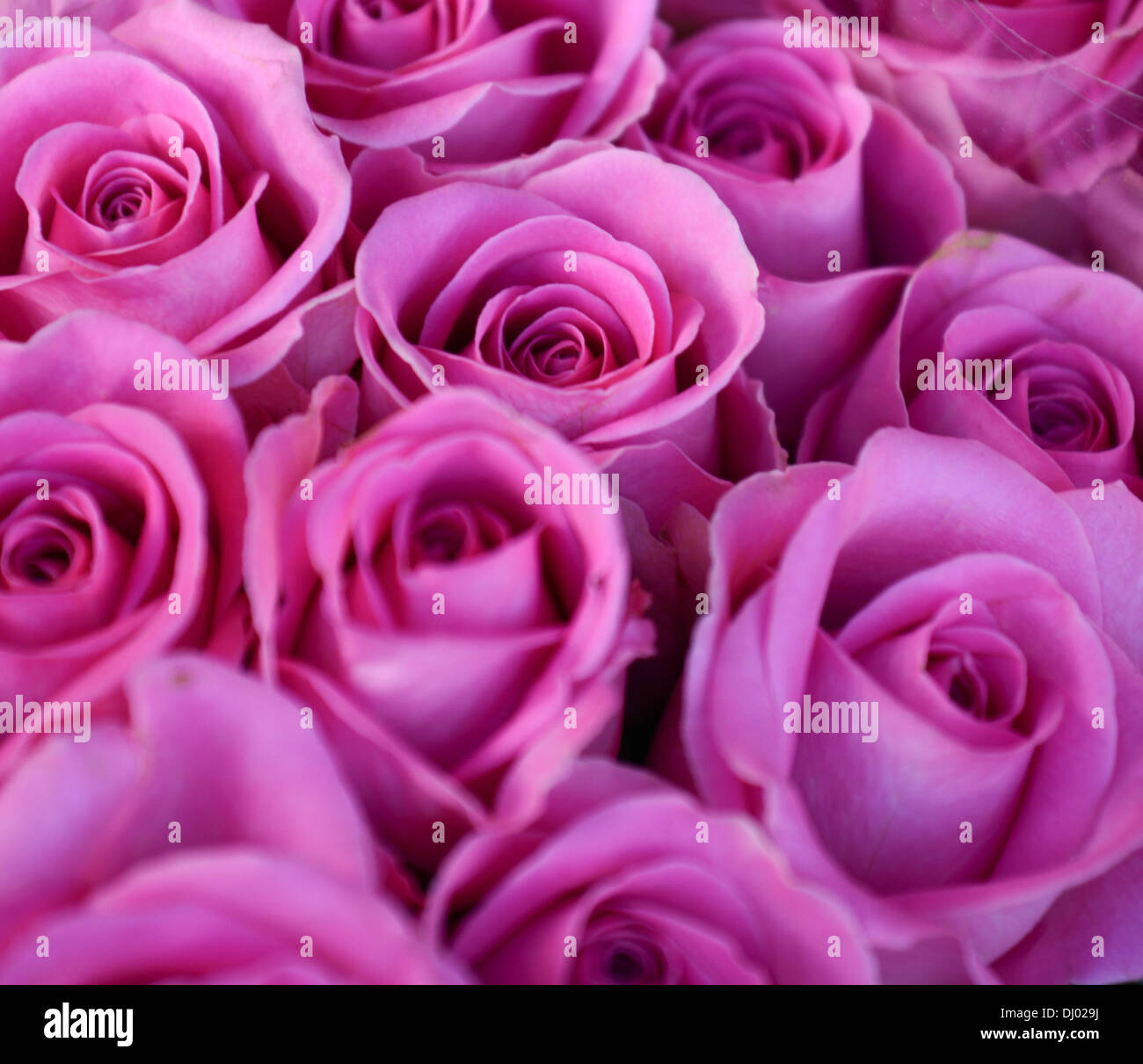 Pink roses bouquet Stock Photo - Alamy