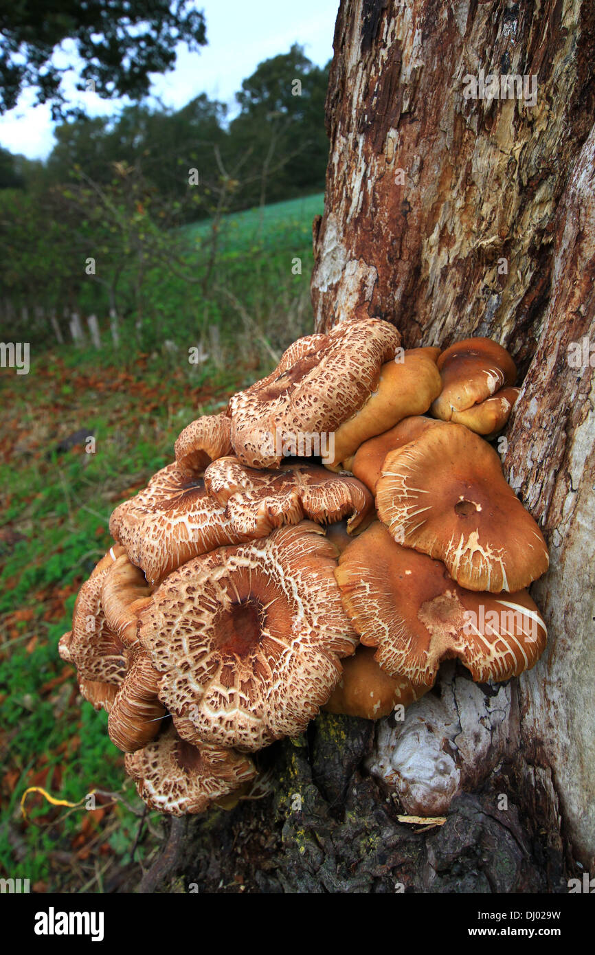 Rhizomorphs High Resolution Stock Photography and Images - Alamy