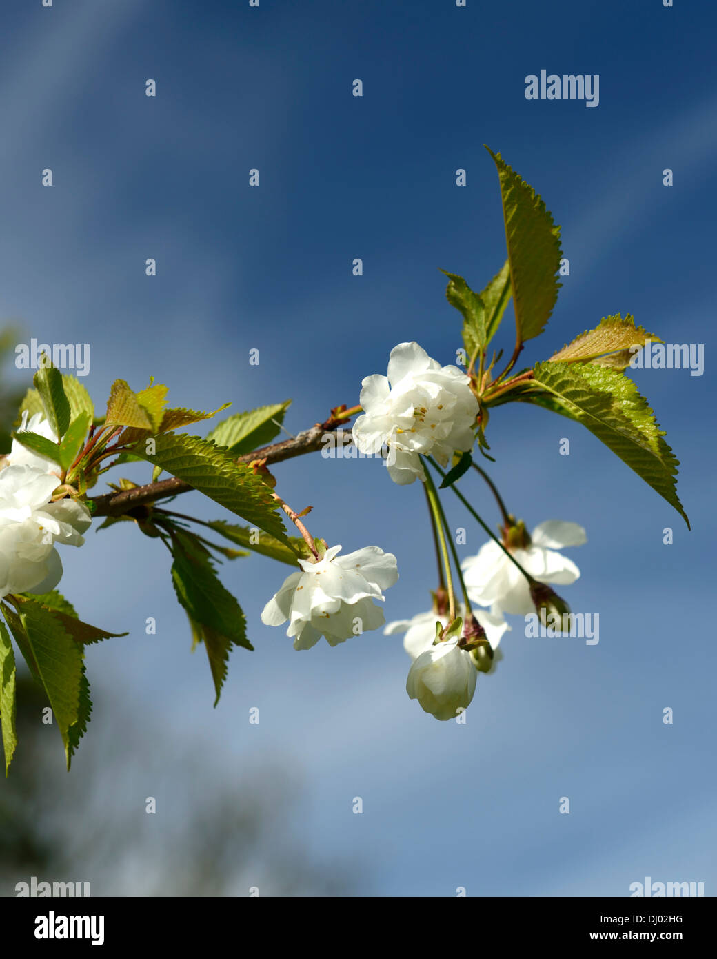 prunus snow goose closeup plant portraits white petals flowers blossom ...