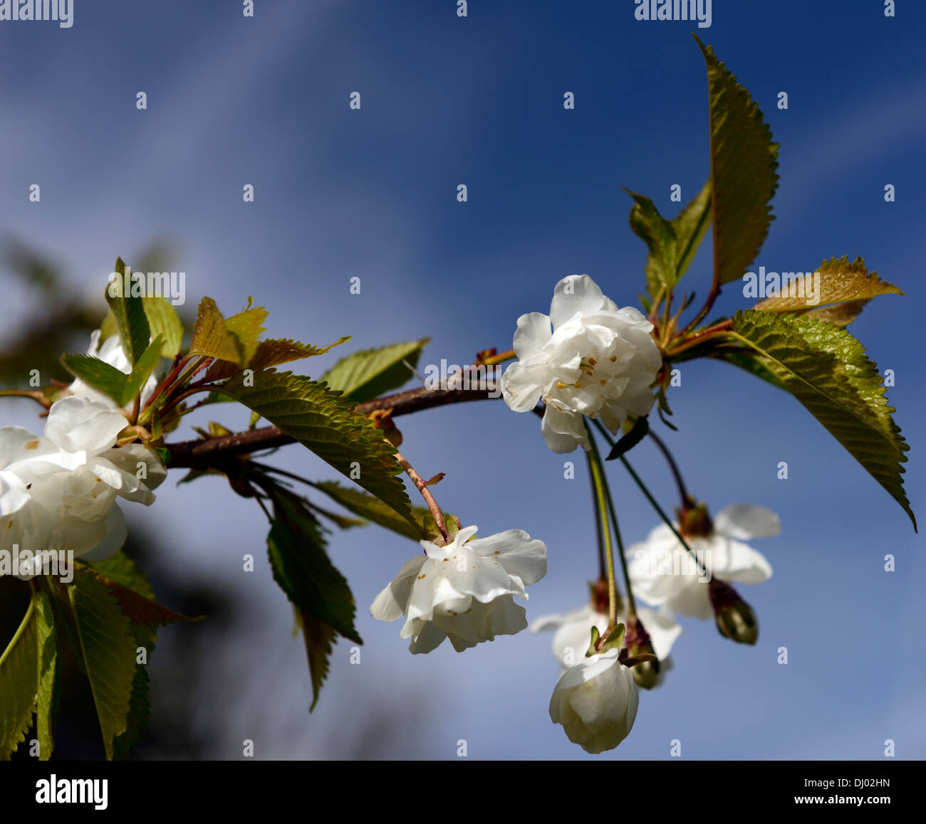 prunus snow goose closeup plant portraits white petals flowers blossom ...