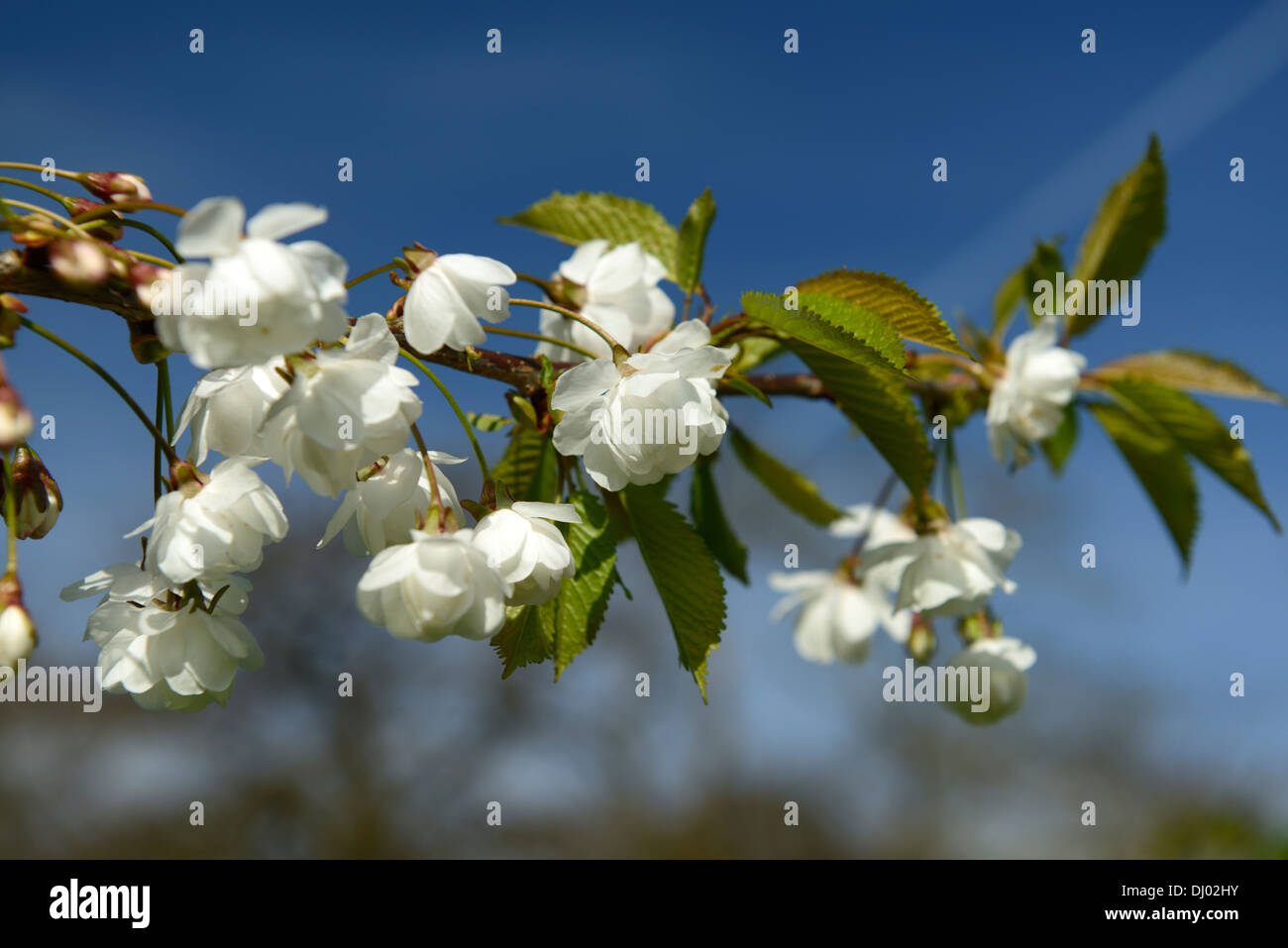 prunus snow goose closeup plant portraits white petals flowers blossom ...