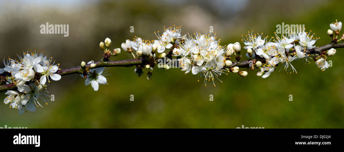 prunus spinosa blackthorn blossom white flowers spring deciduous tree ...