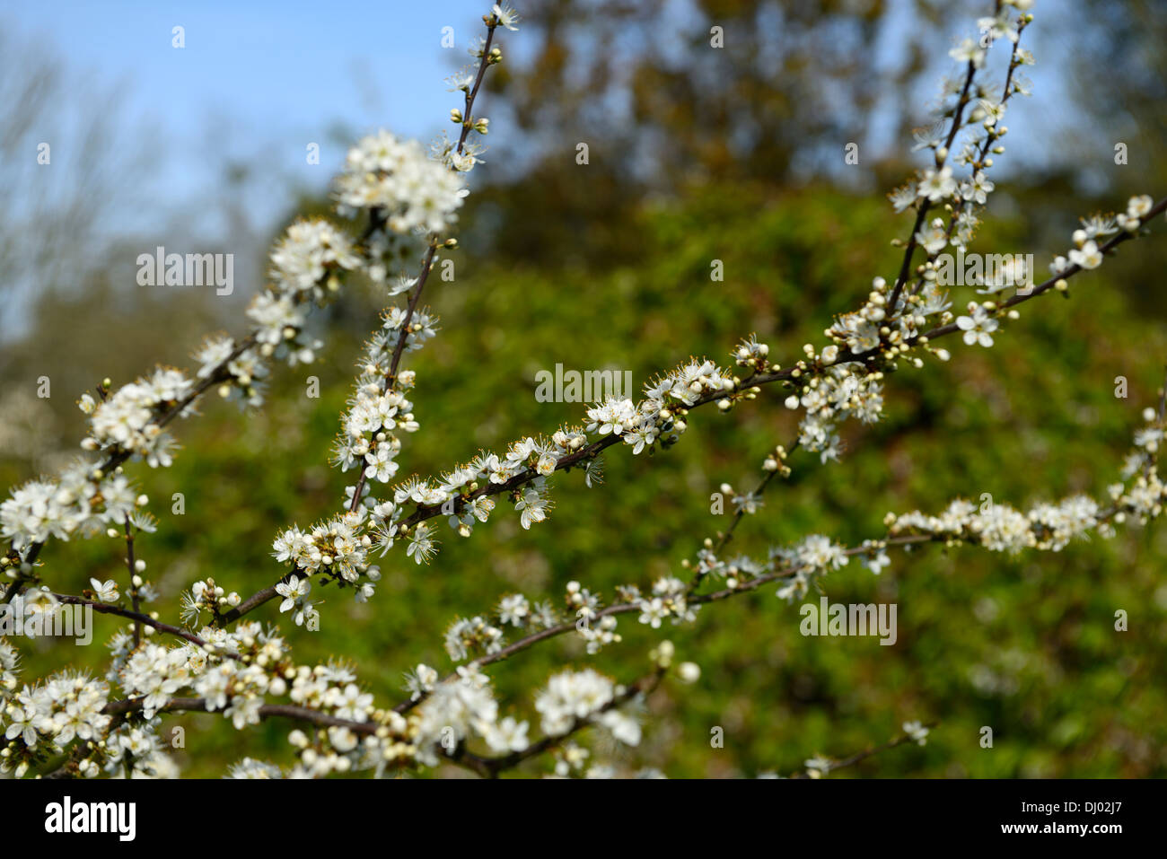 prunus spinosa blackthorn blossom white flowers spring deciduous tree ...