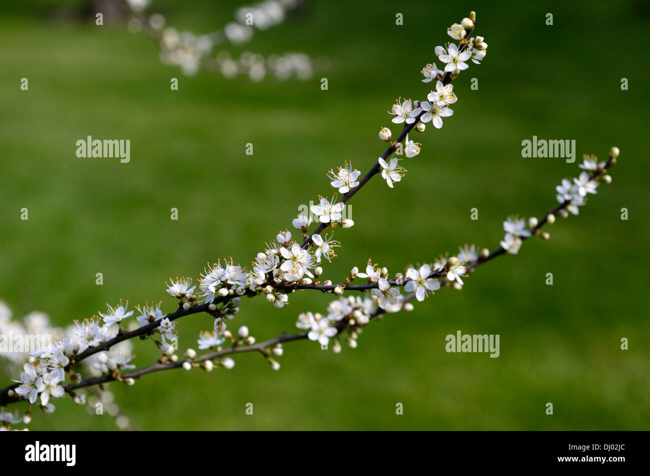 prunus spinosa blackthorn blossom white flowers spring deciduous tree ...