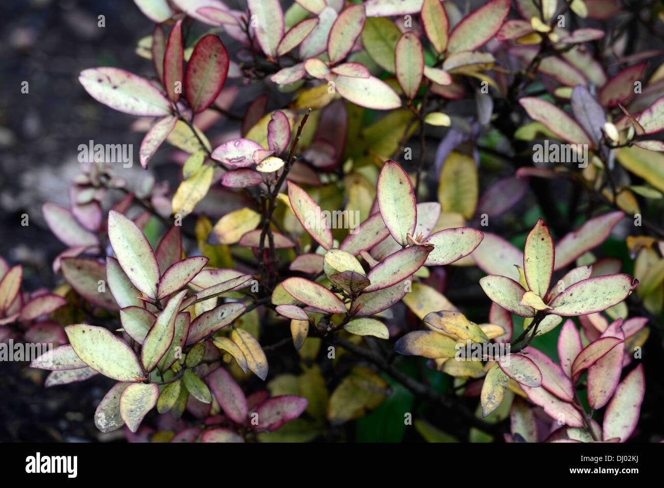 Pseudowintera colorata hi-res stock photography and images - Alamy