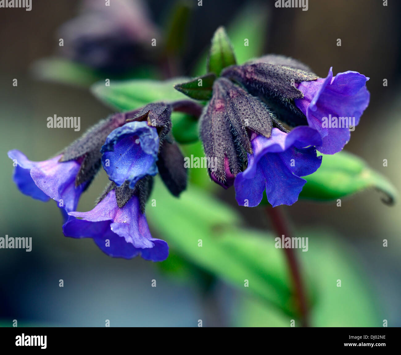 pulmonaria blue ensign deep blue lungwort purple flowers spring shade ...