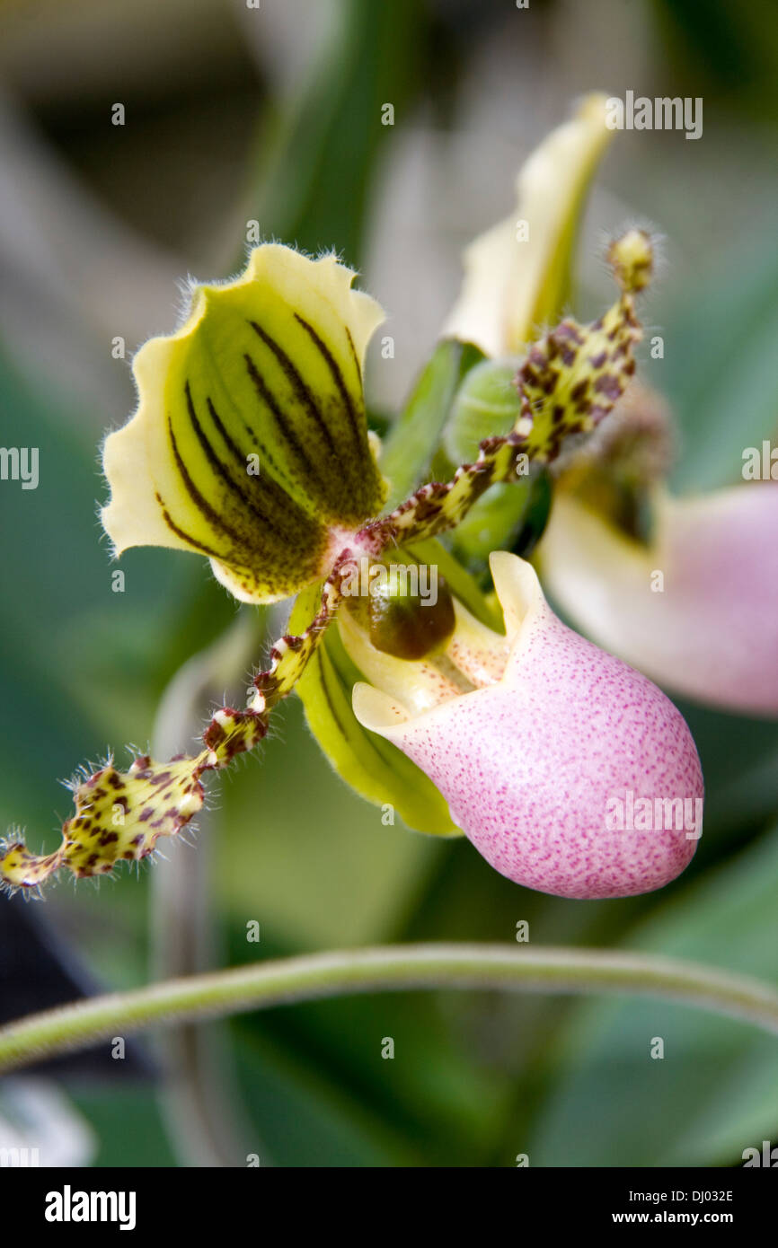 Ladys spring hi-res stock photography and images - Alamy