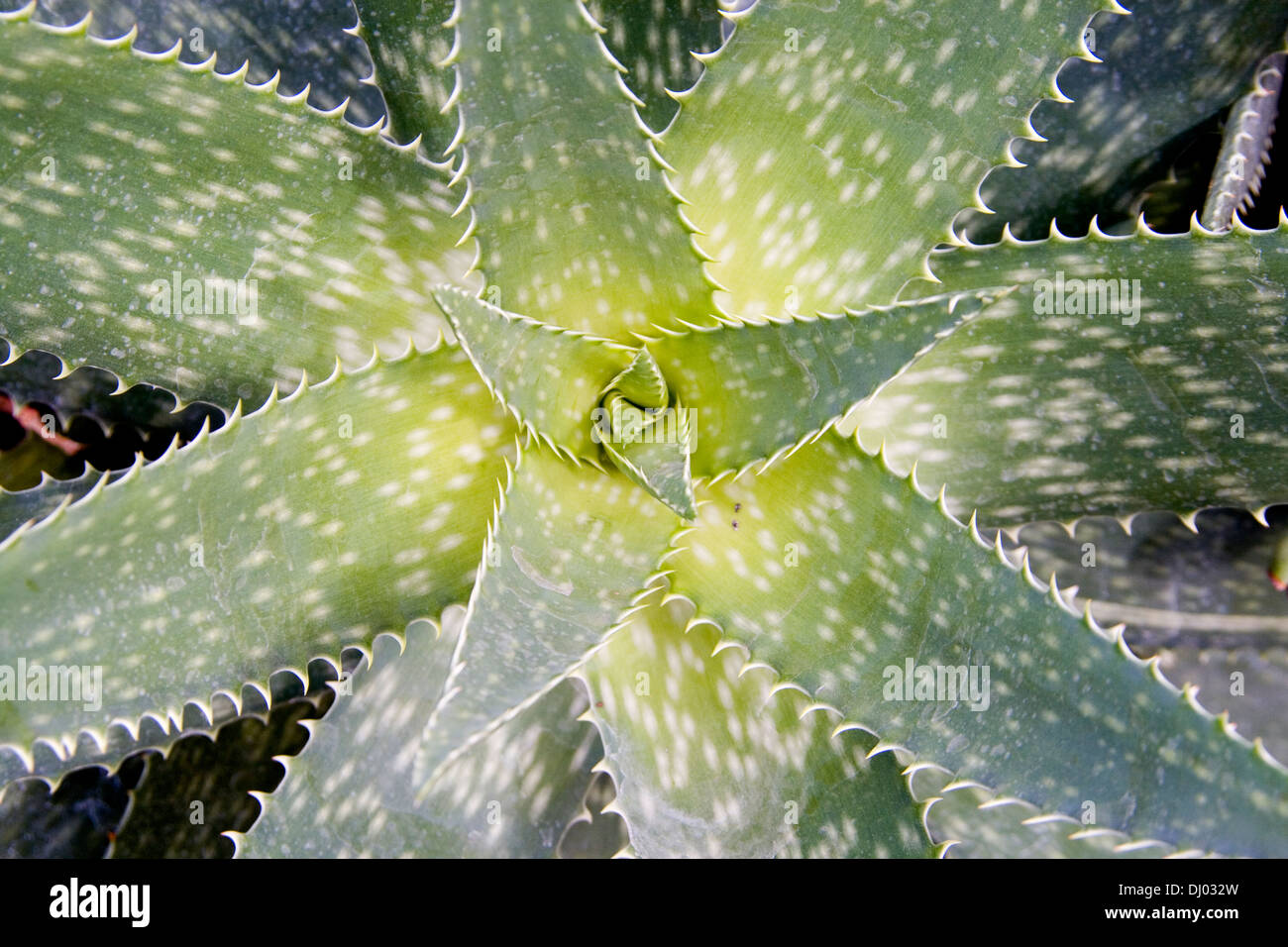 Fibonacci numbers hi-res stock photography and images - Alamy