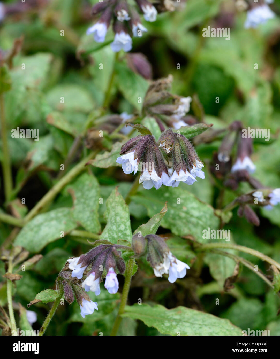 pulmonaria officinalis blue mist lungwort closeup plant portraits ...