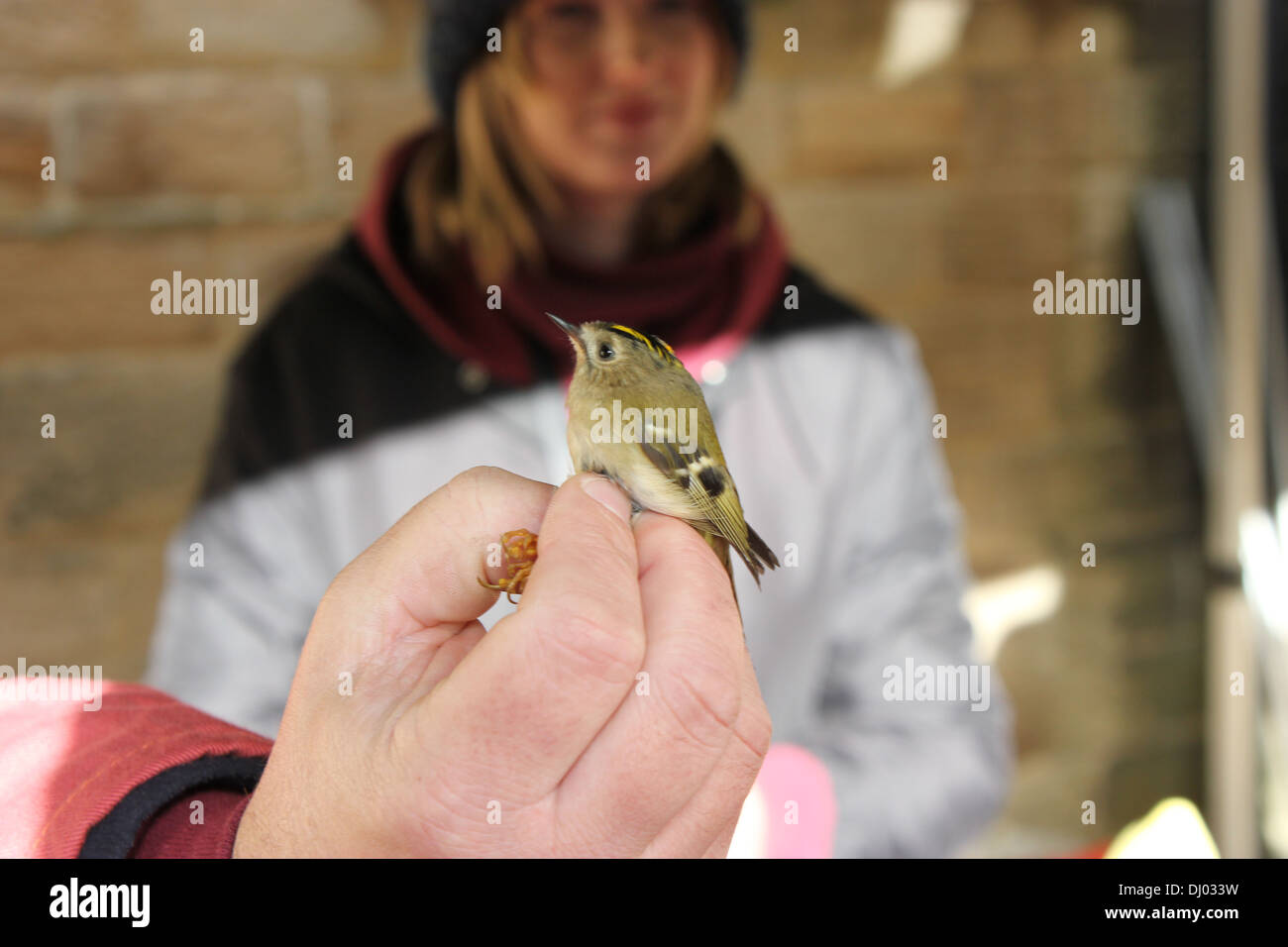 Goldcrest Gold Crest Stock Photo - Alamy