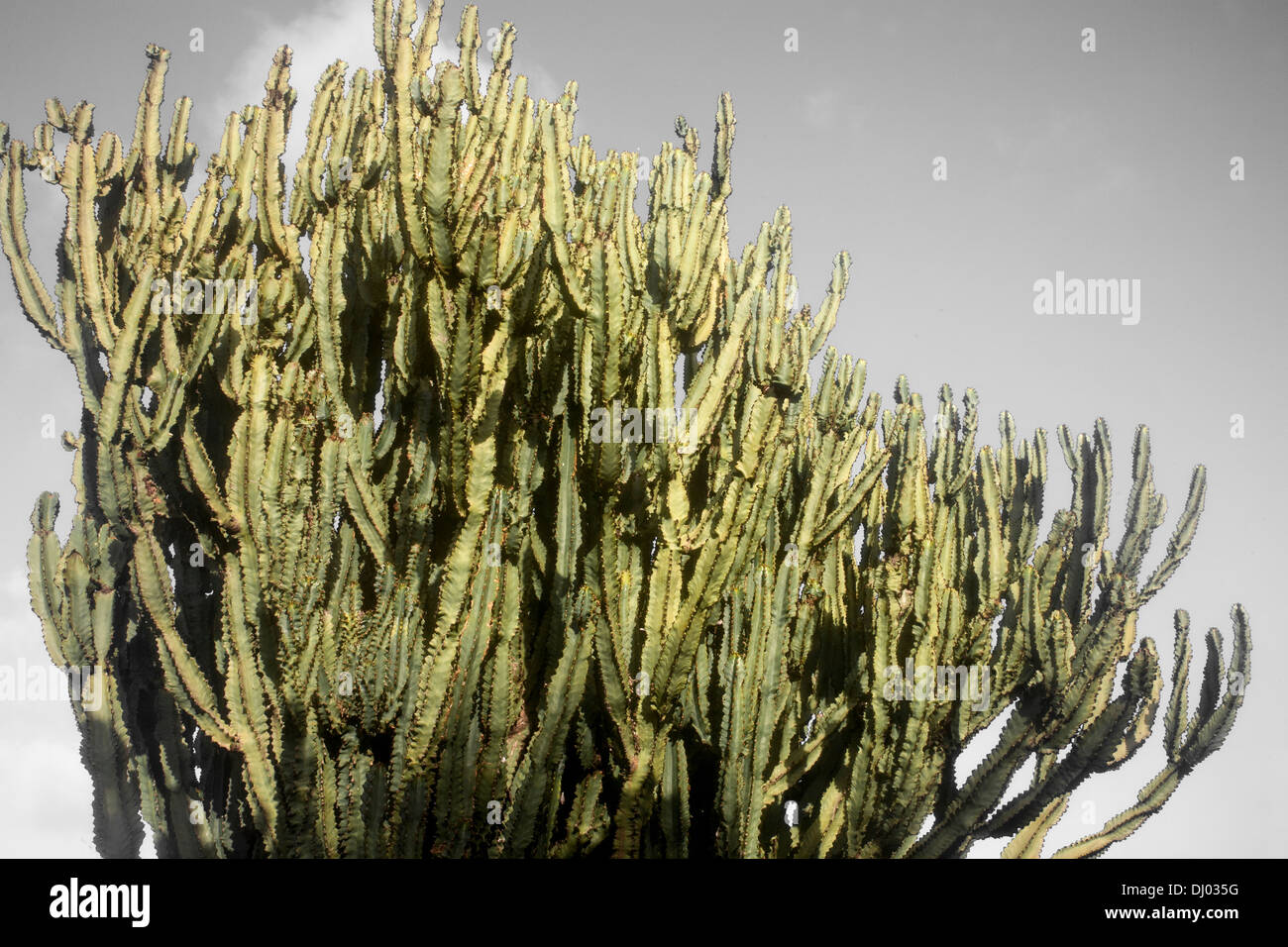 Cactus tree hi-res stock photography and images - Alamy