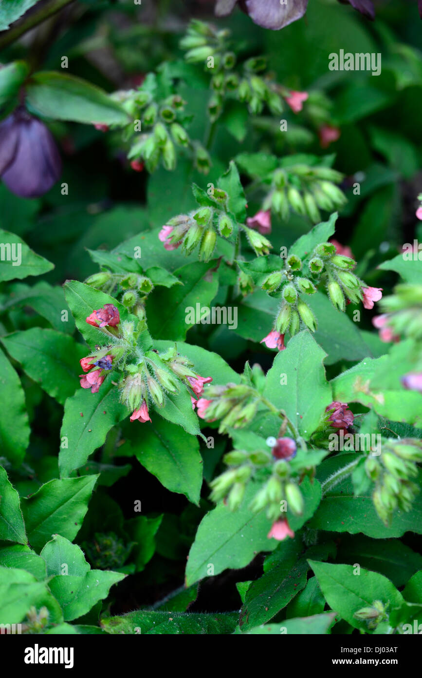 pulmonaria rubra bowles red lungwort closeup plant portraits perennials ...