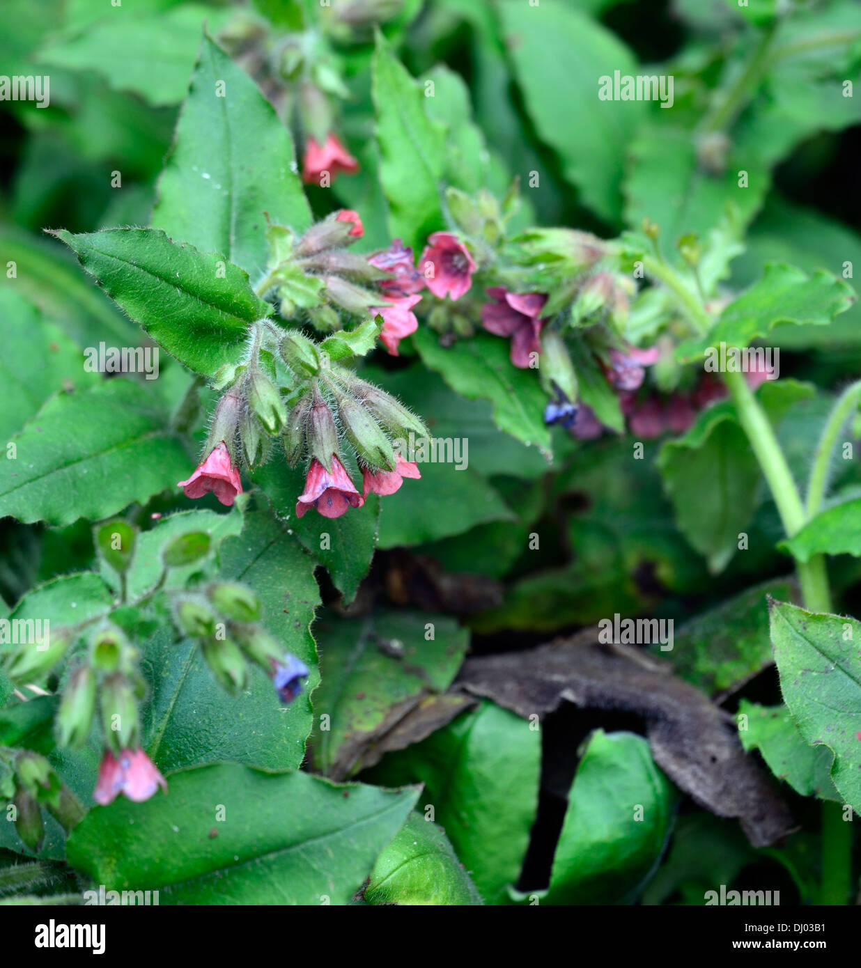 pulmonaria rubra bowles red lungwort closeup plant portraits perennials ...