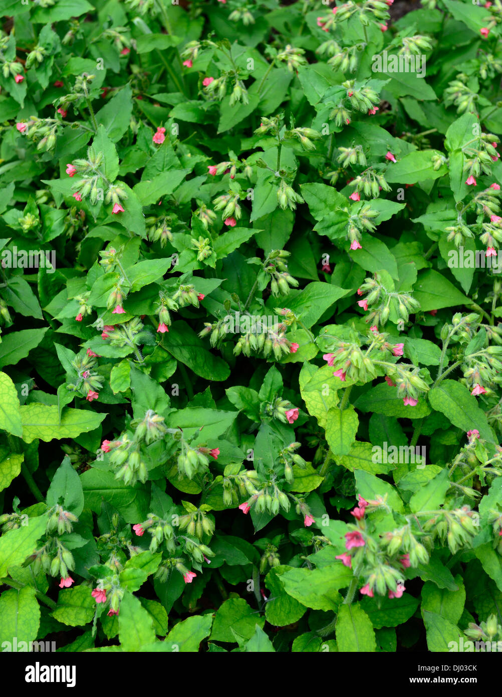 pulmonaria rubra bowles red lungwort closeup plant portraits perennials ...