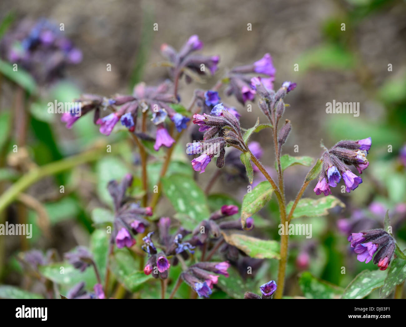 pulmonaria saccharata lungwort closeup plant portraits perennials ...