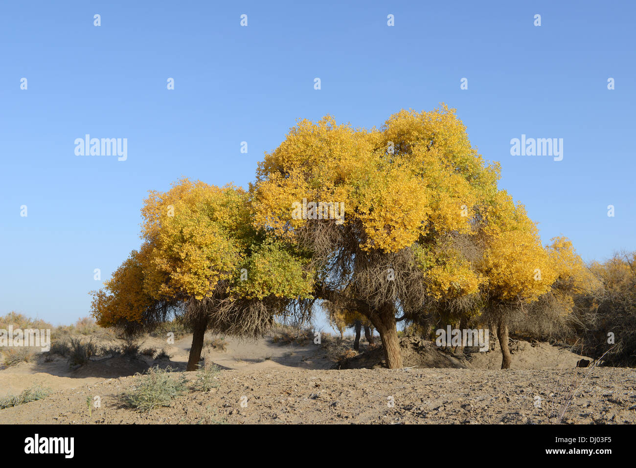 Golden trees in autumn Stock Photo - Alamy