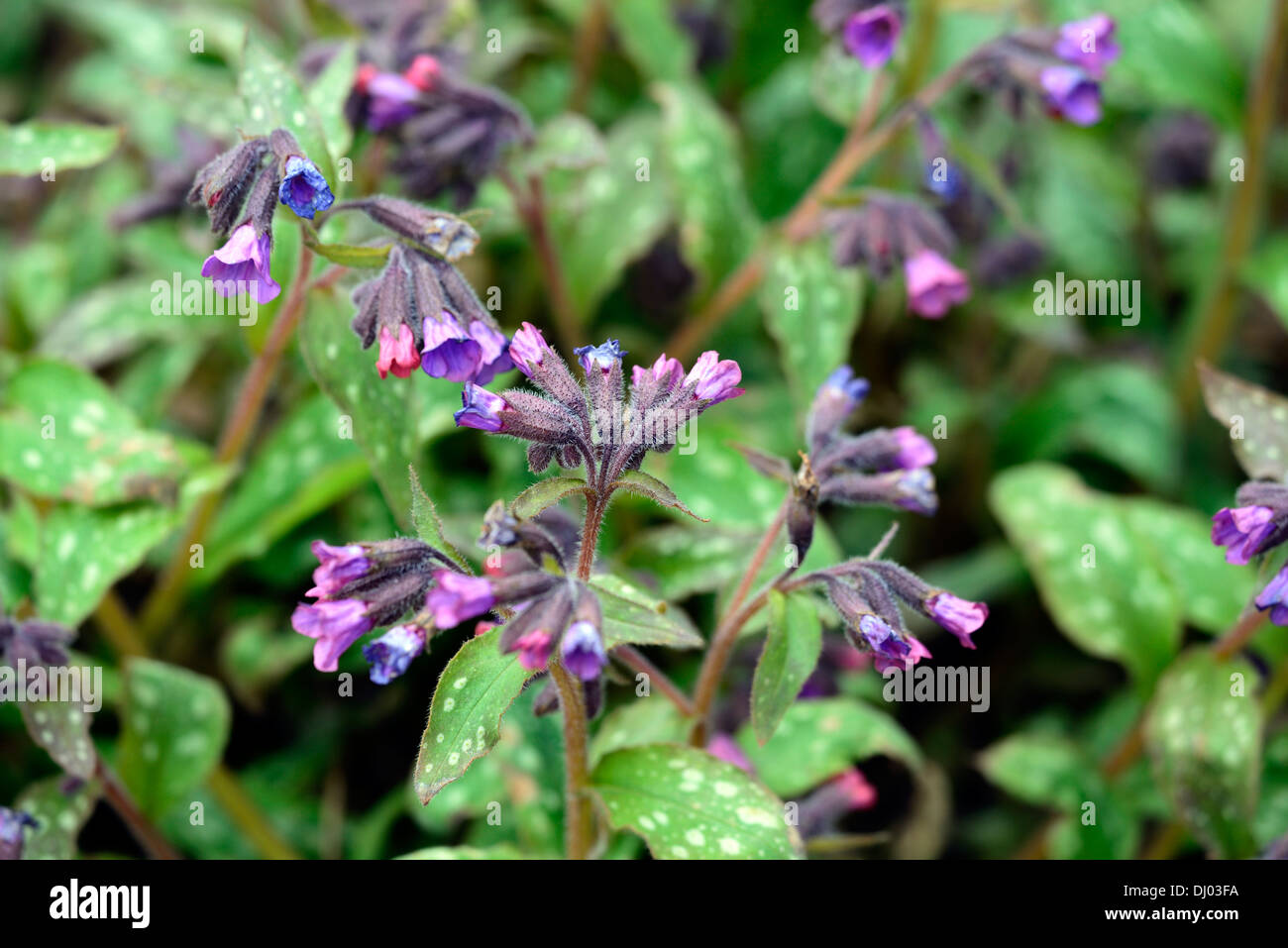 pulmonaria saccharata lungwort closeup plant portraits perennials ...