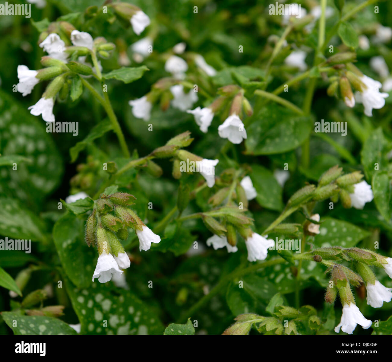 Pulmonaria officinalis Sissinghurst White AGM blooms blossoms spring ...