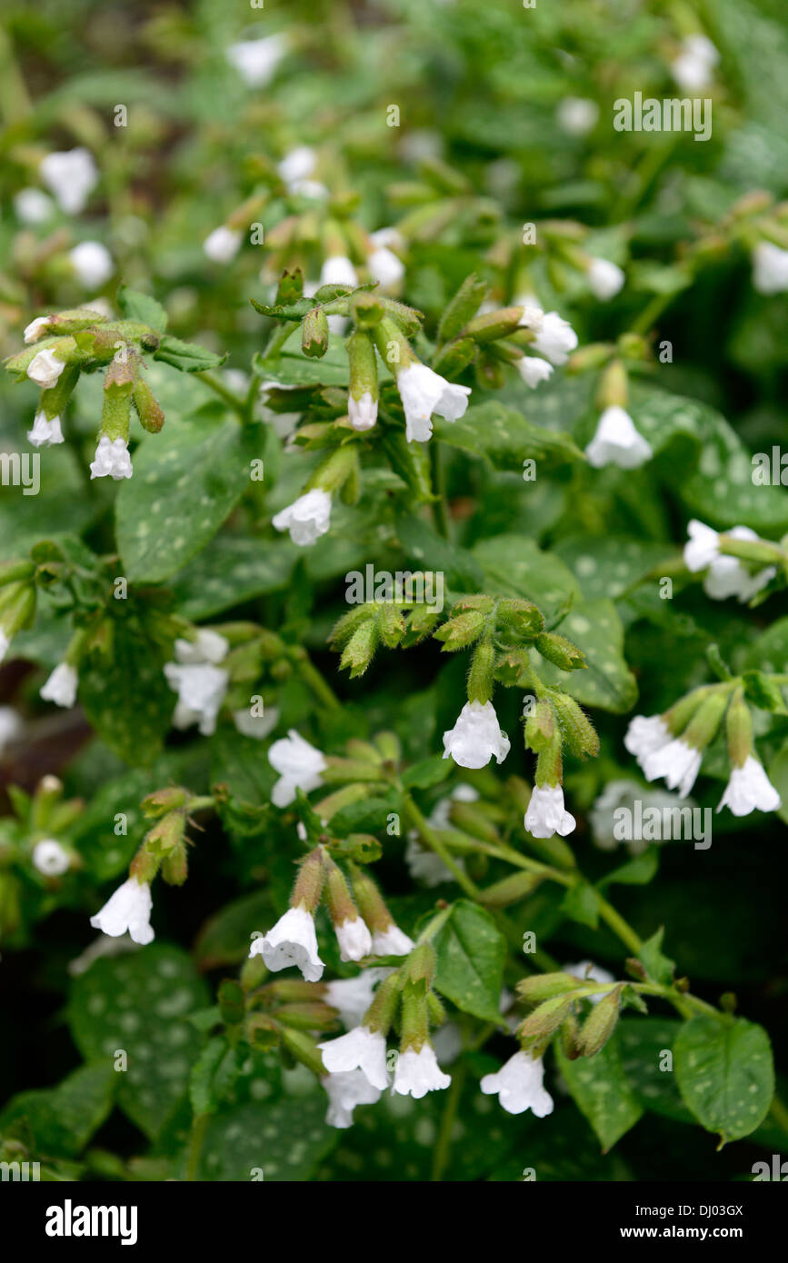 Pulmonaria officinalis Sissinghurst White AGM blooms blossoms spring ...