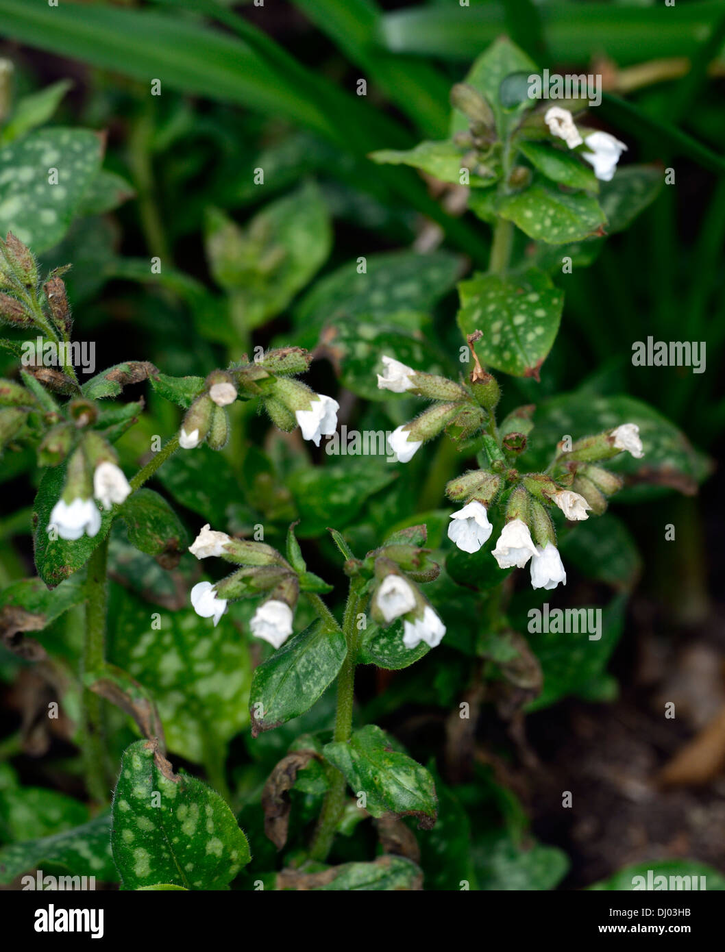 Pulmonaria officinalis Sissinghurst White AGM blooms blossoms spring ...