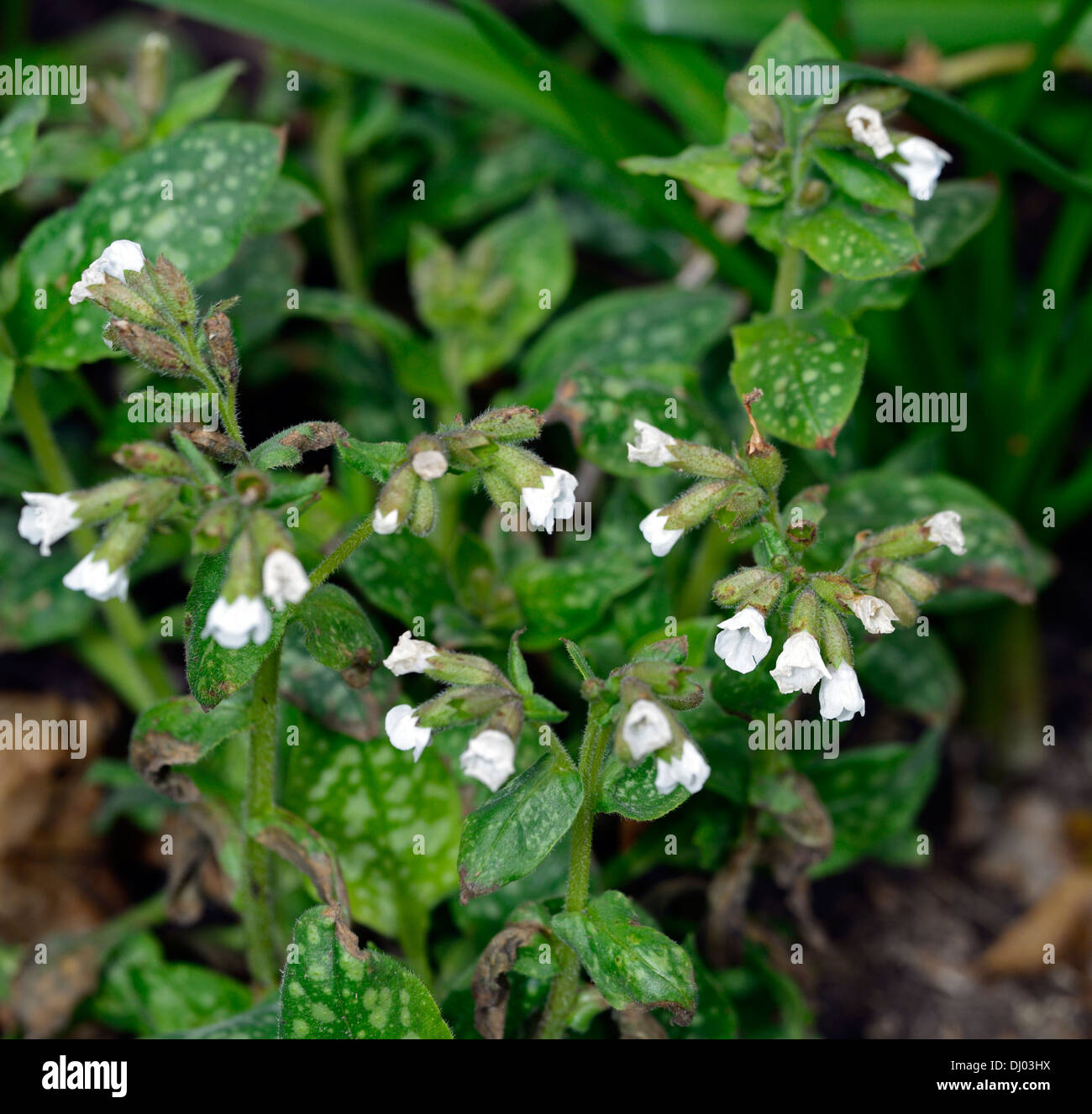 Pulmonaria sissinghurst white hi-res stock photography and images - Alamy
