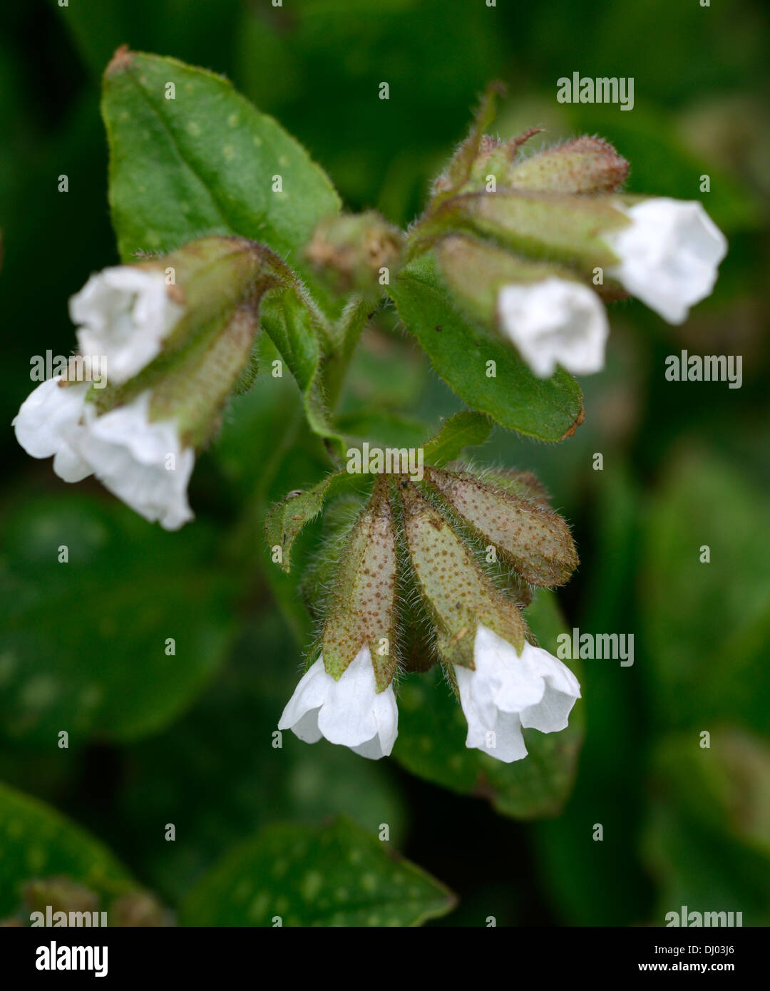 Pulmonaria officinalis Sissinghurst White AGM blooms blossoms spring ...