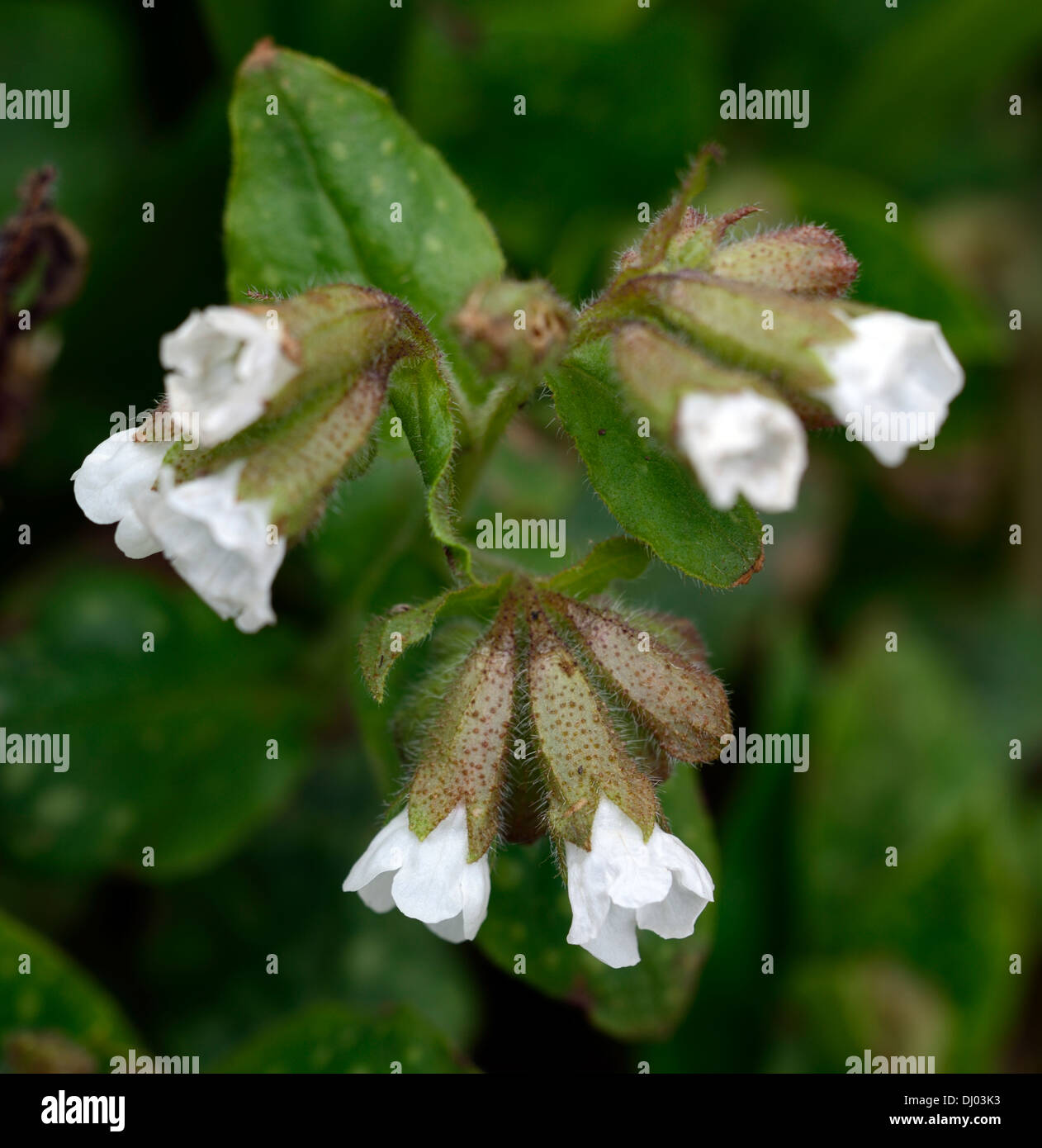 Pulmonaria sissinghurst white hi-res stock photography and images - Alamy