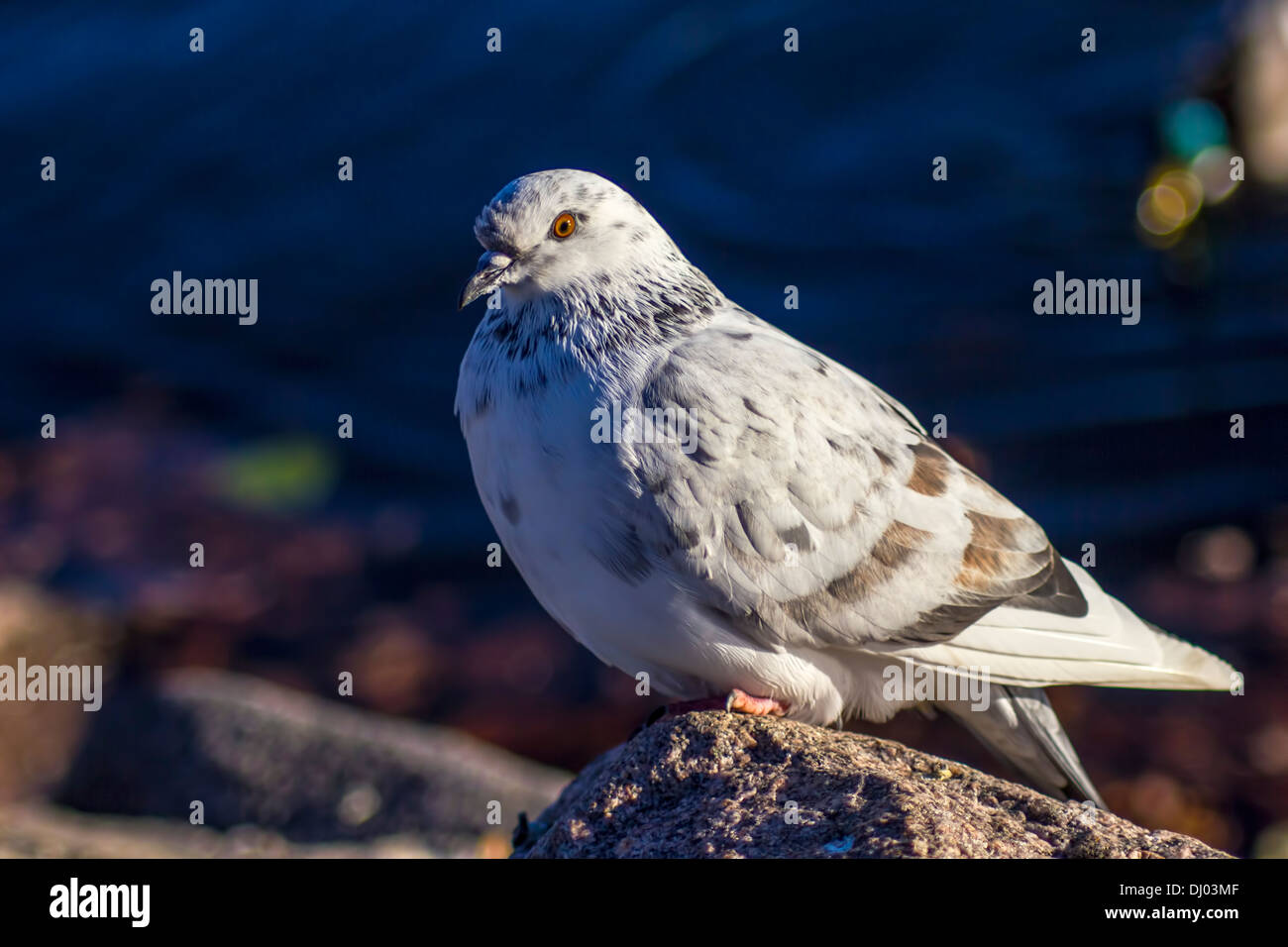 Dowe bird portrait hi-res stock photography and images - Alamy