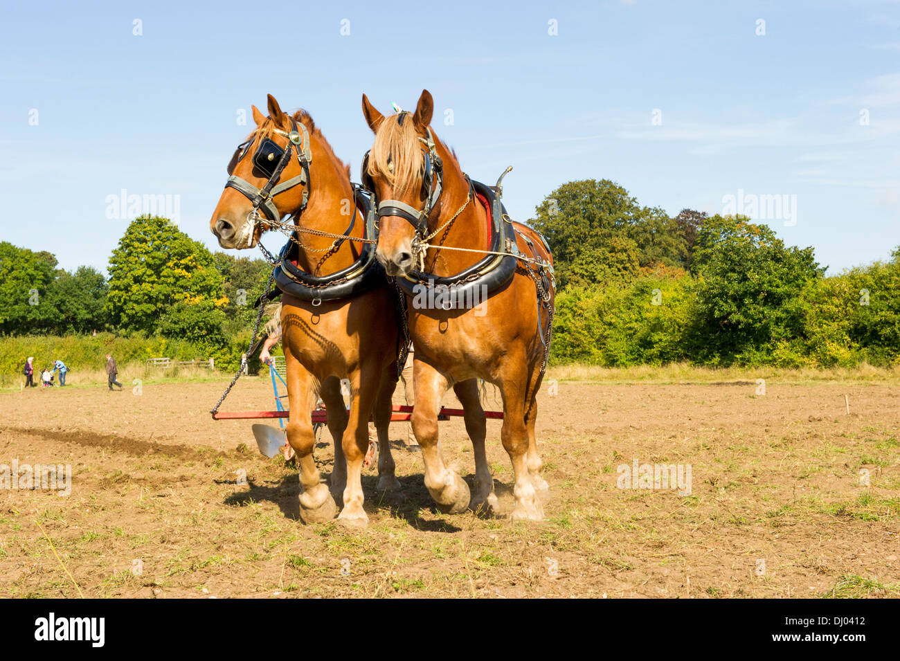 Pair of heavy horses hi-res stock photography and images - Alamy