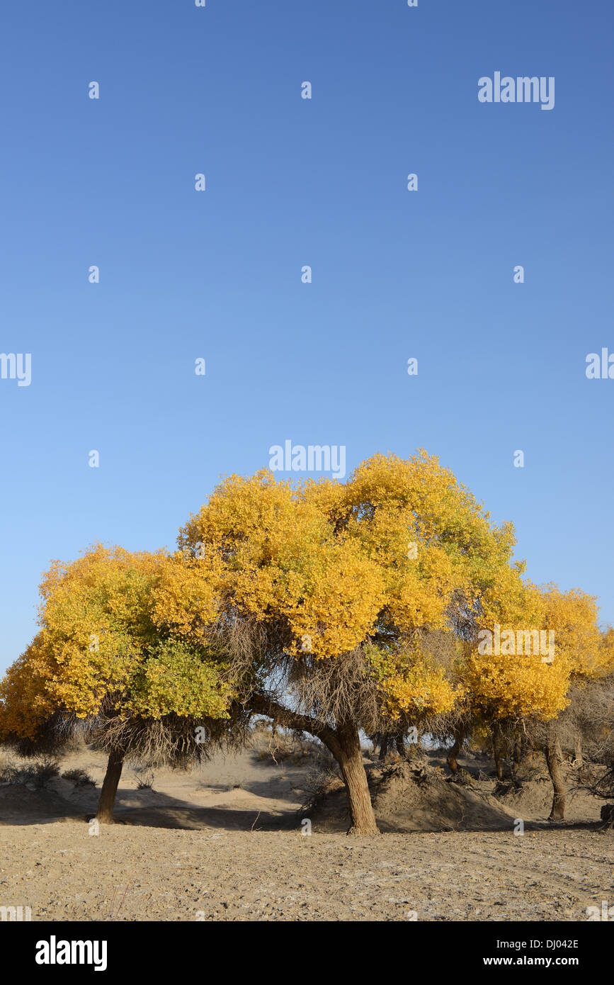 China forest desert hi-res stock photography and images - Alamy