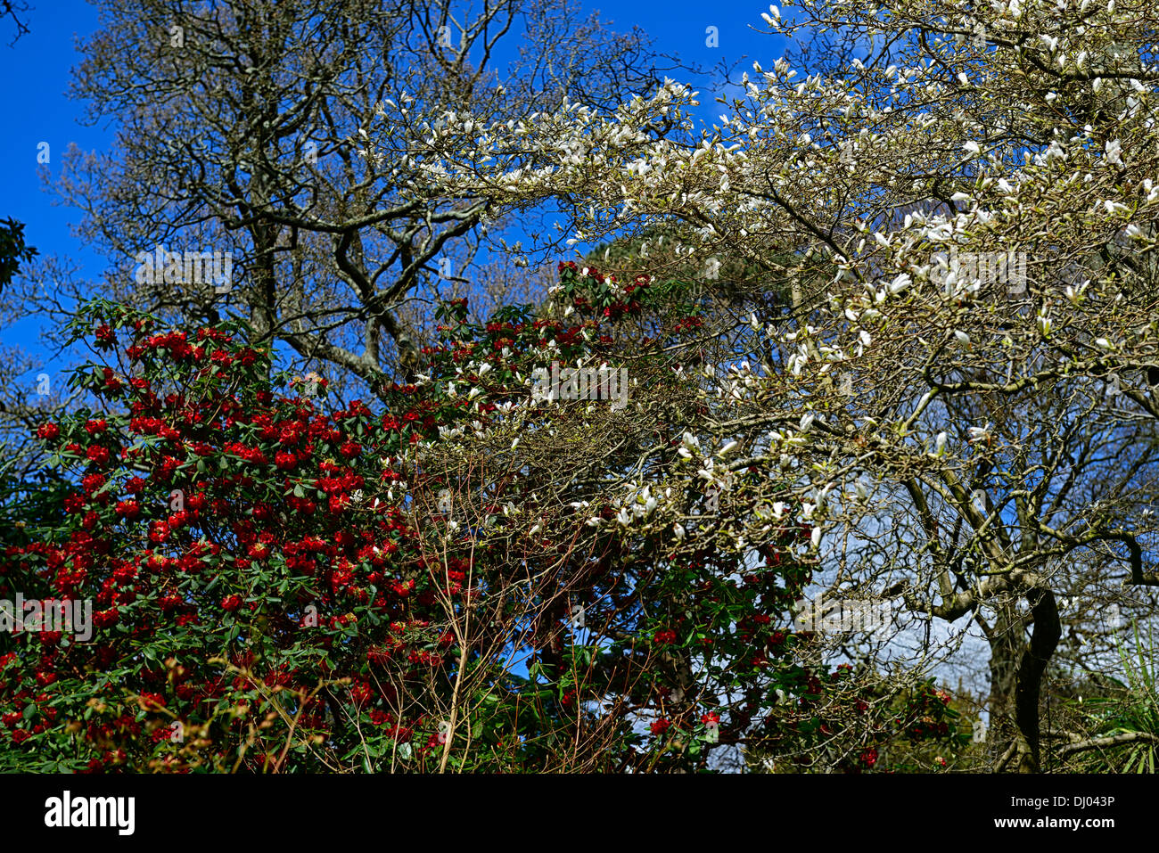 Magnolia trees hi-res stock photography and images - Alamy