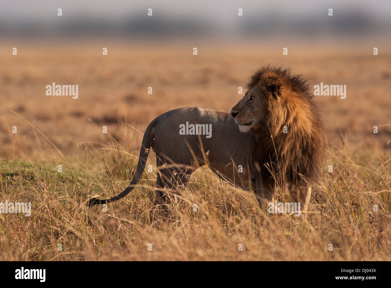 Male lion on the plains looking back at the pride Stock Photo - Alamy