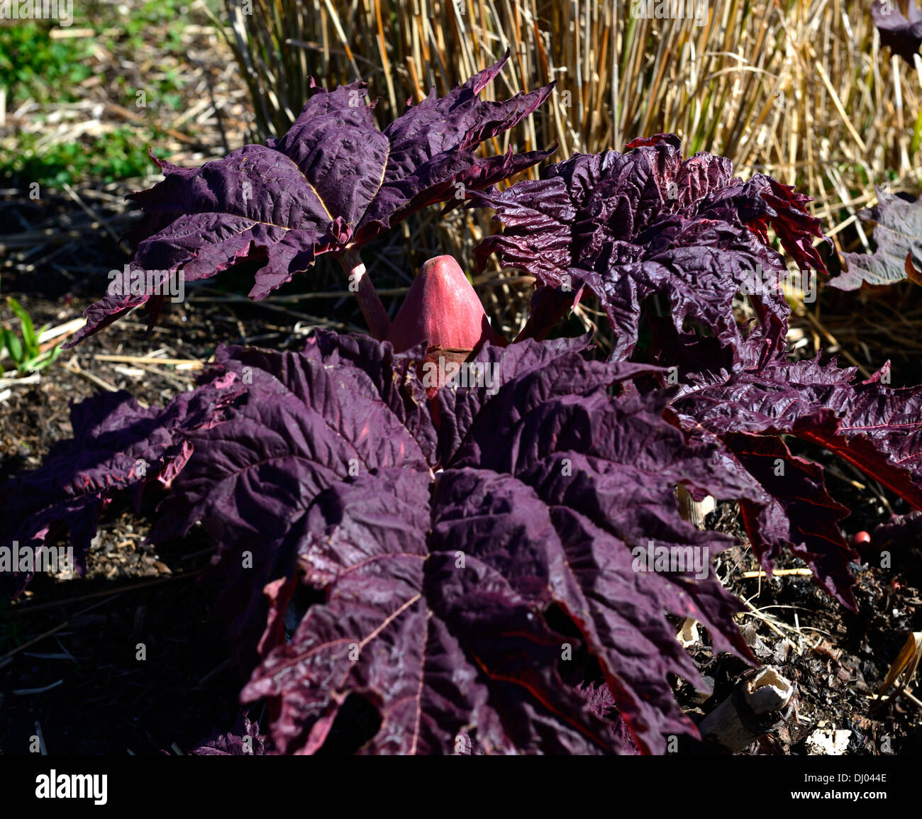 rheum palmatum atropurpureum spring closeup selective focus perennials ...