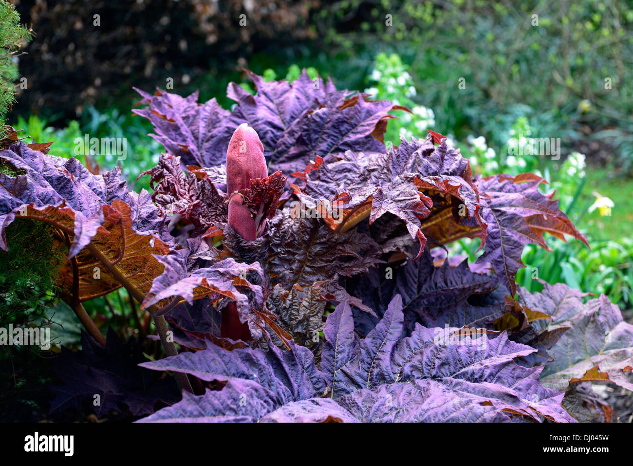 rheum palmatum atropurpureum spring closeup selective focus perennials ...