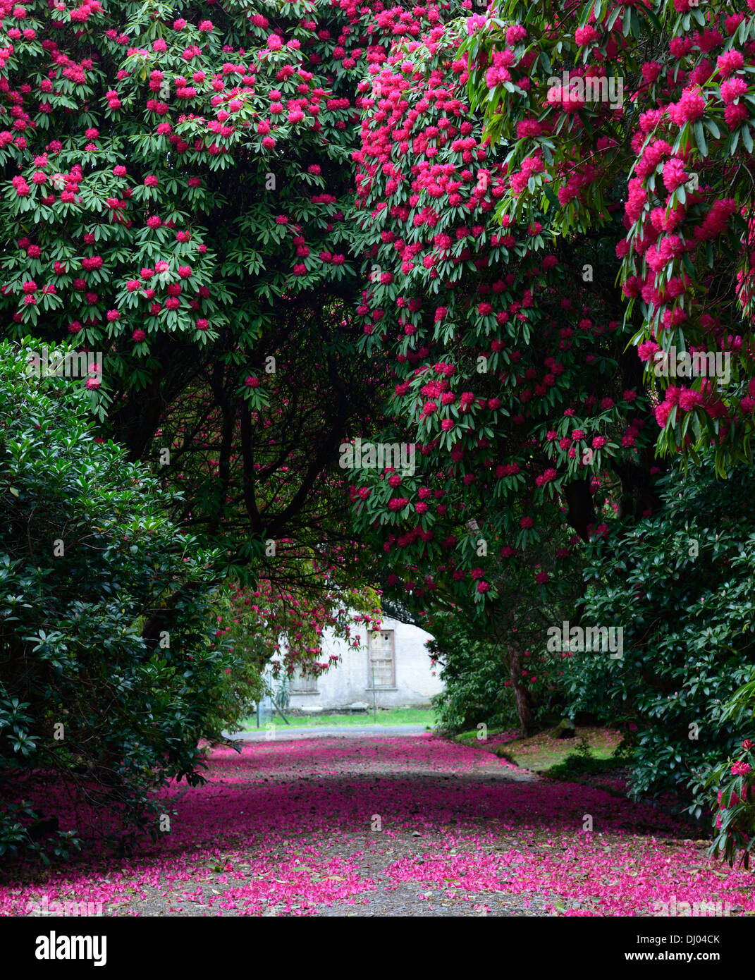 Tree rhododendron rhododendron arboreum hi-res stock photography and ...