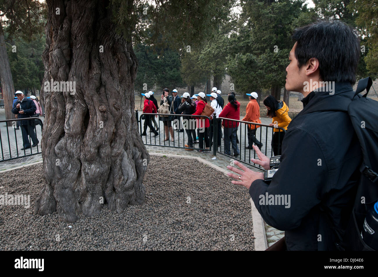 Over 500 years old Chinese Juniper tree (Juniperus chinensis) called ...
