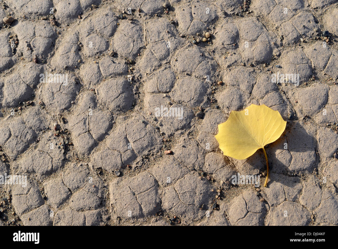 Desert with a golden leaf Stock Photo - Alamy