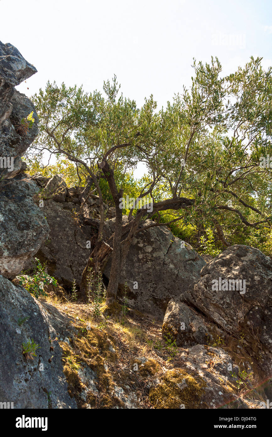 Tree rocks hi-res stock photography and images - Alamy