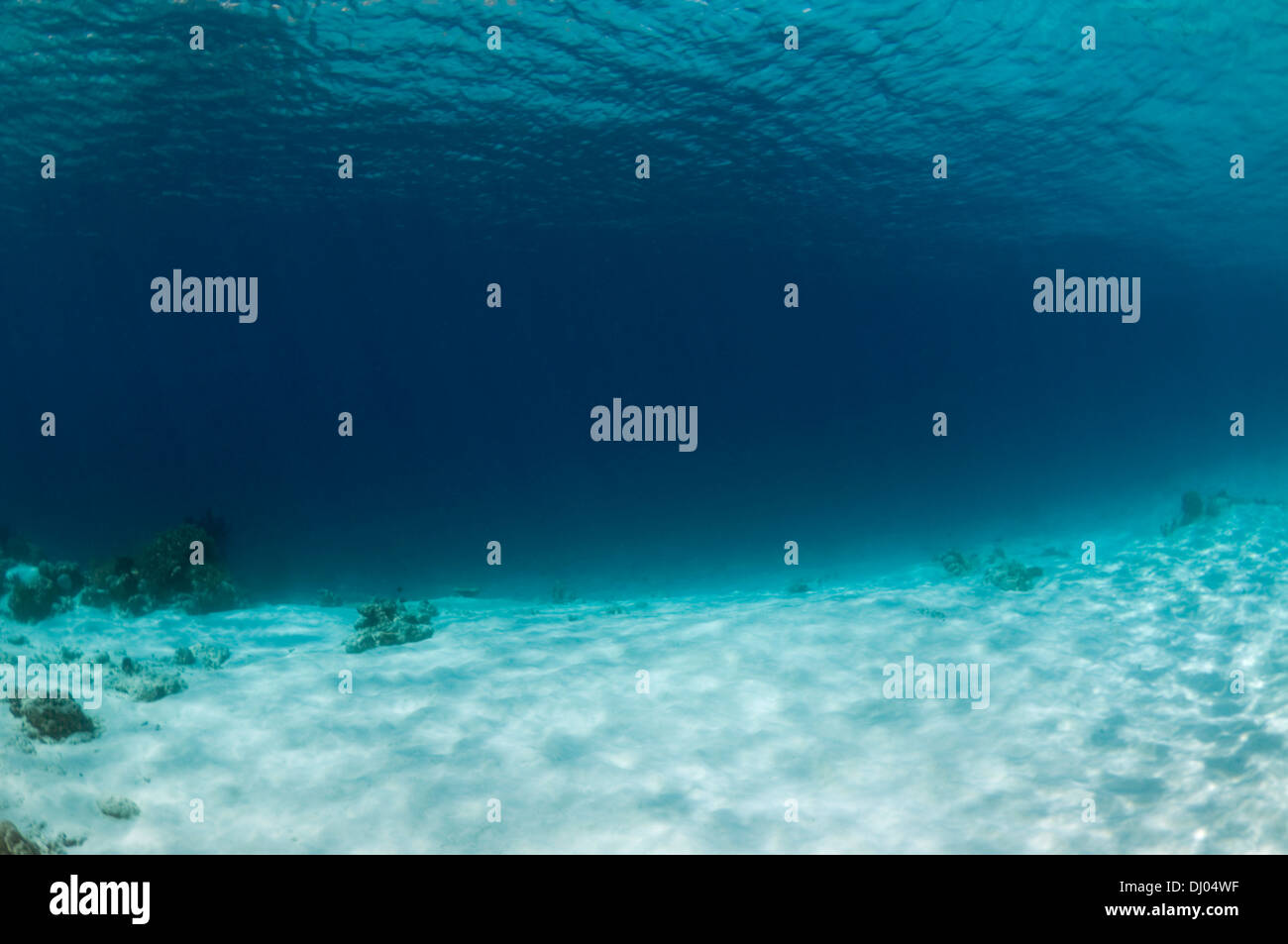 Shallow coral reef with sandy bottom. Komodo National Park, Indonesia ...