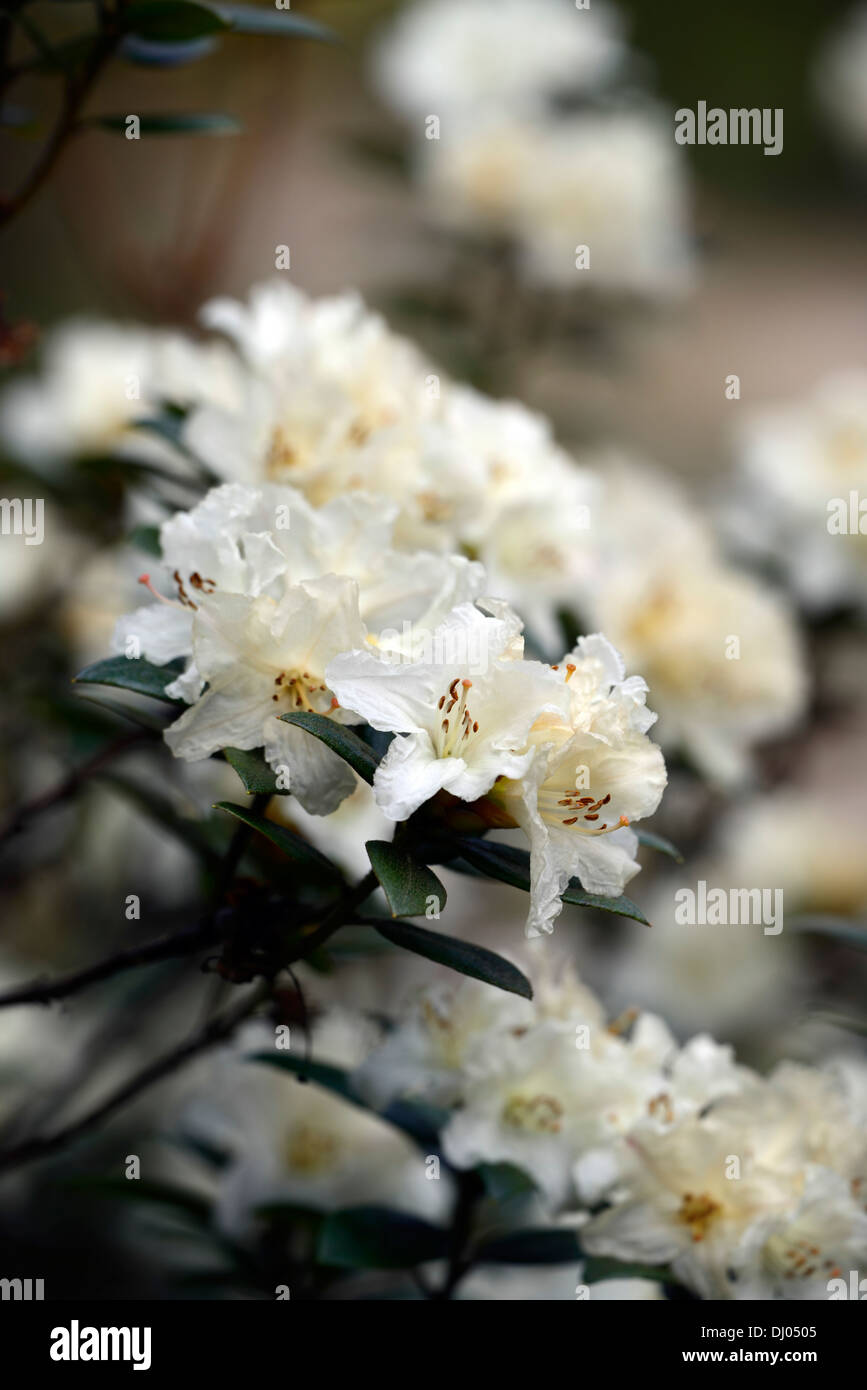 rhododendron cream crest flowers flowering cream white colour color ...